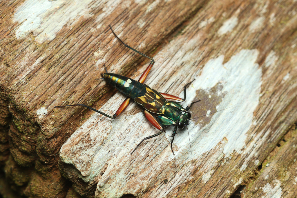 Iridescent Bark Mantis in April 2022 by Kawin Jiaranaisakul · iNaturalist