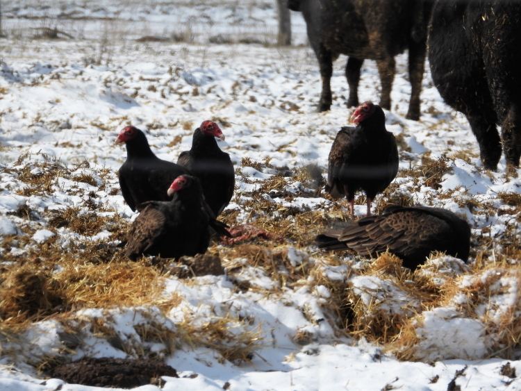 Turkey Vulture from Blue Road 3, Dawson Township, Rainy River District ...