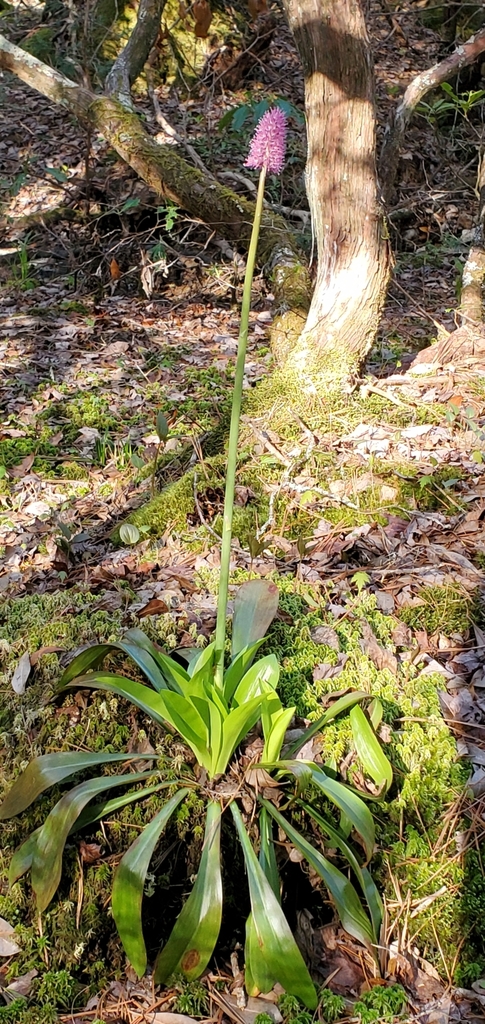 swamp pink in April 2022 by Tim Ness · iNaturalist