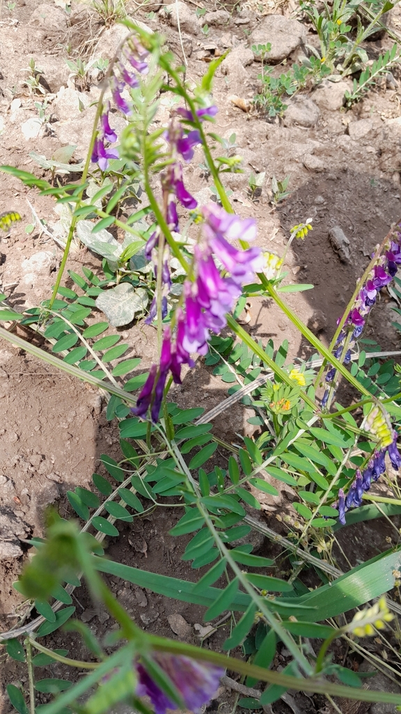 hairy vetch from 95036 Randazzo CT, Italia on April 27, 2022 at 03:17 ...