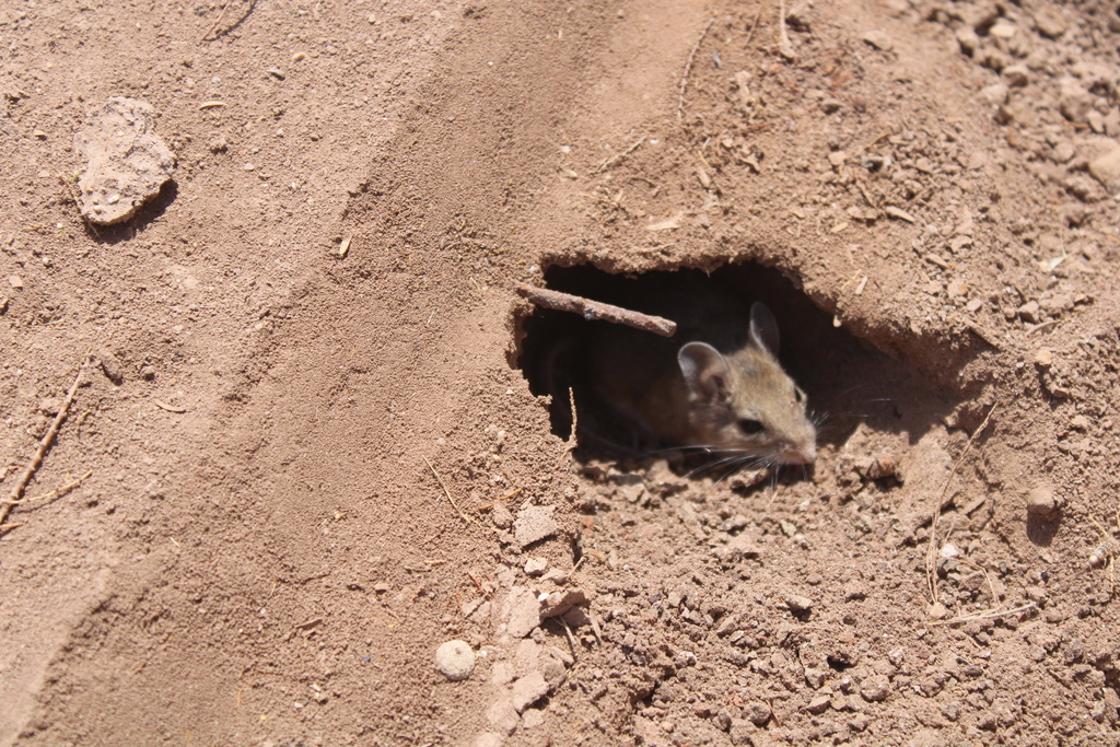 Big-eared Woodrat from Imperial County, CA, USA on April 24, 2022 at 10 ...