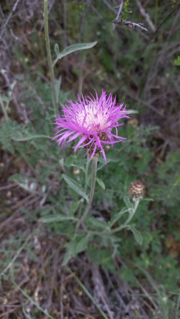 spotted knapweed from Vake, Tbilisi, Georgia on April 27, 2022 at 06:31 ...