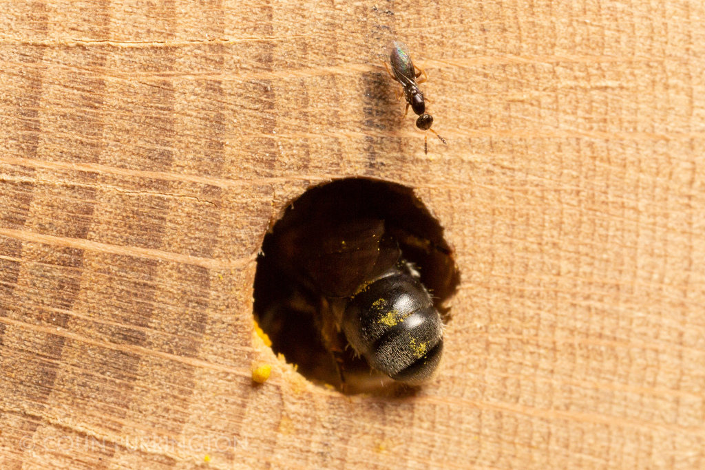 Melittobia from Swarthmore, PA 19081, USA on May 30, 2018 at 05:33 PM ...