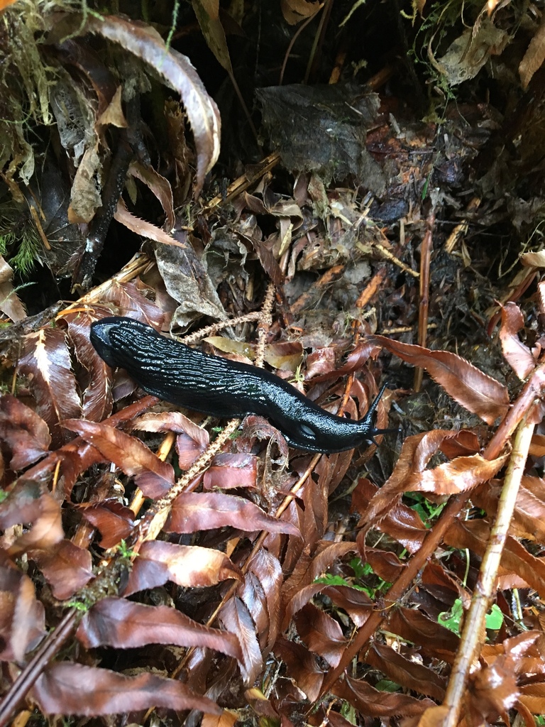 ater-group Arion Slugs from Olympic National Park, Forks, WA, US on ...
