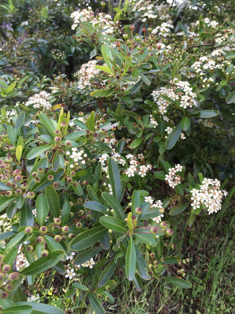 firethorns from Amyx Ct, Hayward, CA, US on April 27, 2022 at 09:36 AM ...