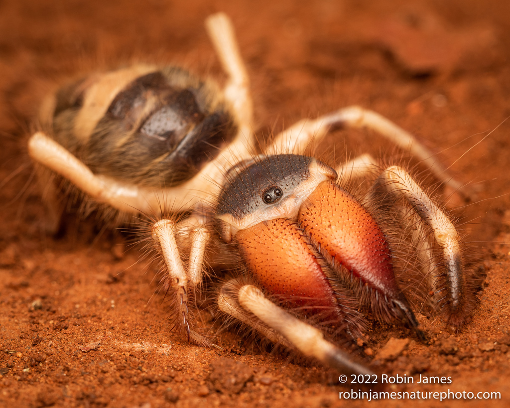 Rhagodoca from 8RR6+GQ8, Maungu, Kenya on April 6, 2022 at 11:23 AM by ...