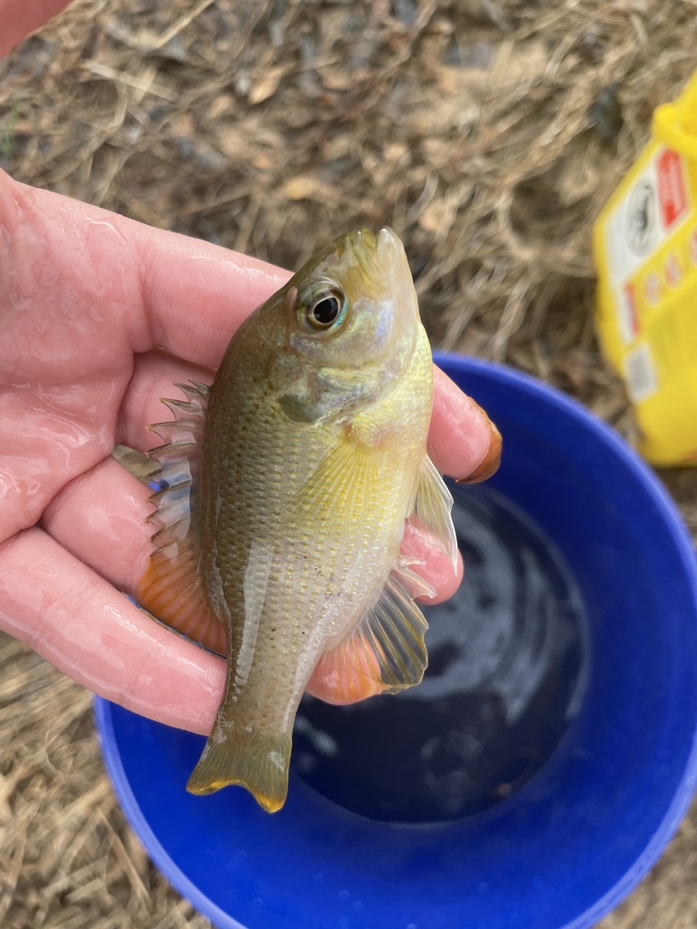 Common Sunfishes from E Elm St, Troy, AL, US on February 21, 2022 at 02 ...