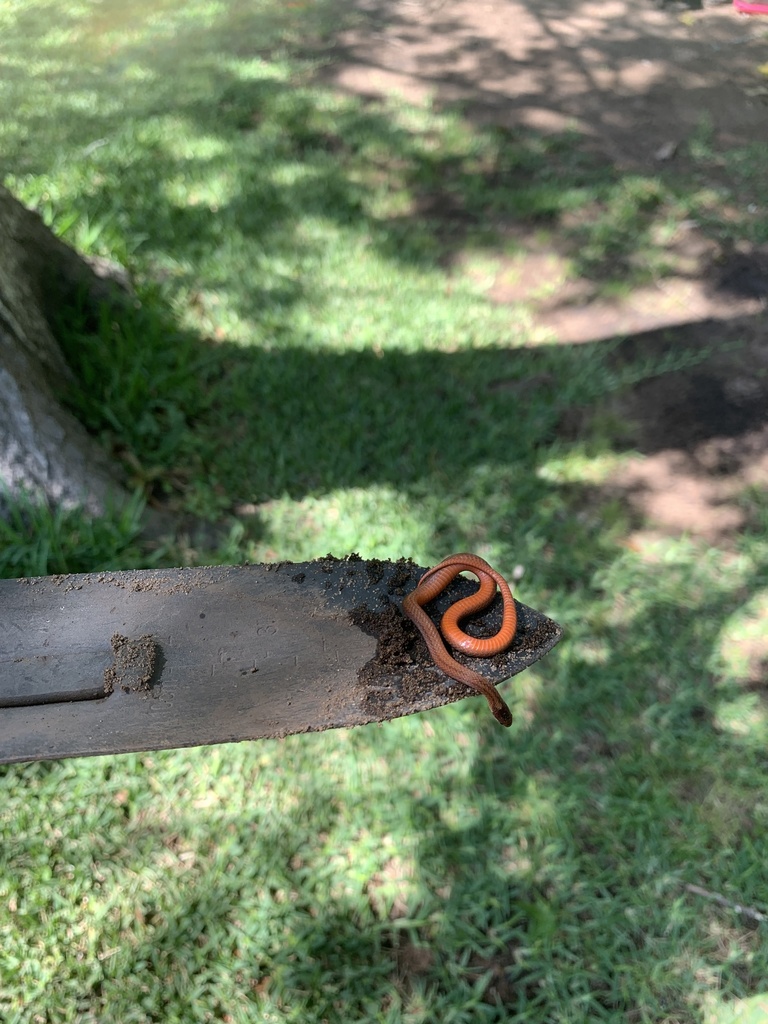 Red-bellied Snake from Shoreline Dr, Myrtle Beach, SC, US on April 27 ...