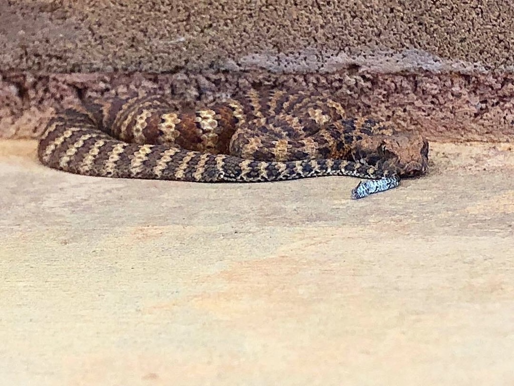 Common Death Adder from Lark Quarry, Opalton, QLD, AU on November 9 ...