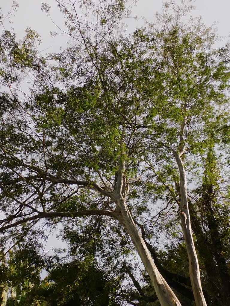 Libidibia sclerocarpa from Parque Sinaloa, 81289 Los Mochis, Sin ...