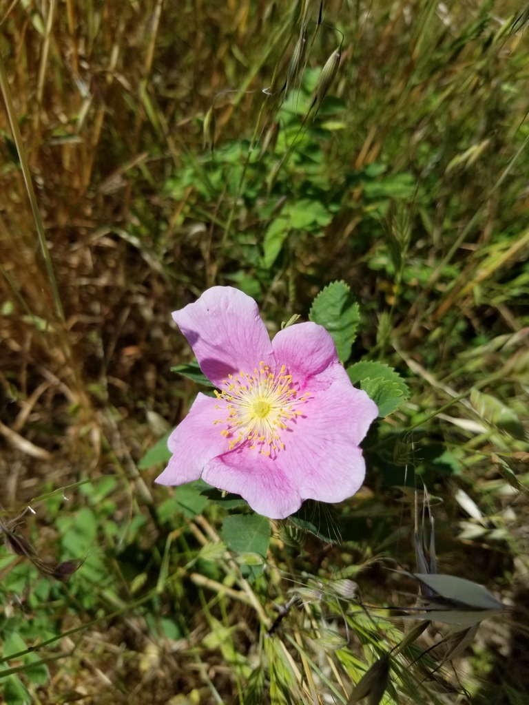 California Wild Rose from Dipsea Trail, Stinson Beach, CA 94970, USA on ...