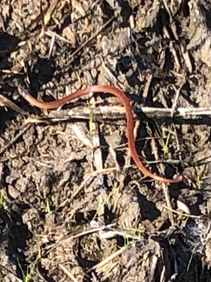 Red-bellied Snake in April 2022 by Mickey Jo Sorrell · iNaturalist
