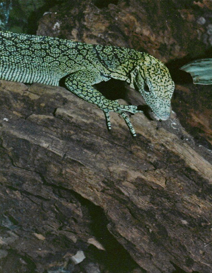 Biak Tree Monitor by Robert Sprackland · iNaturalist