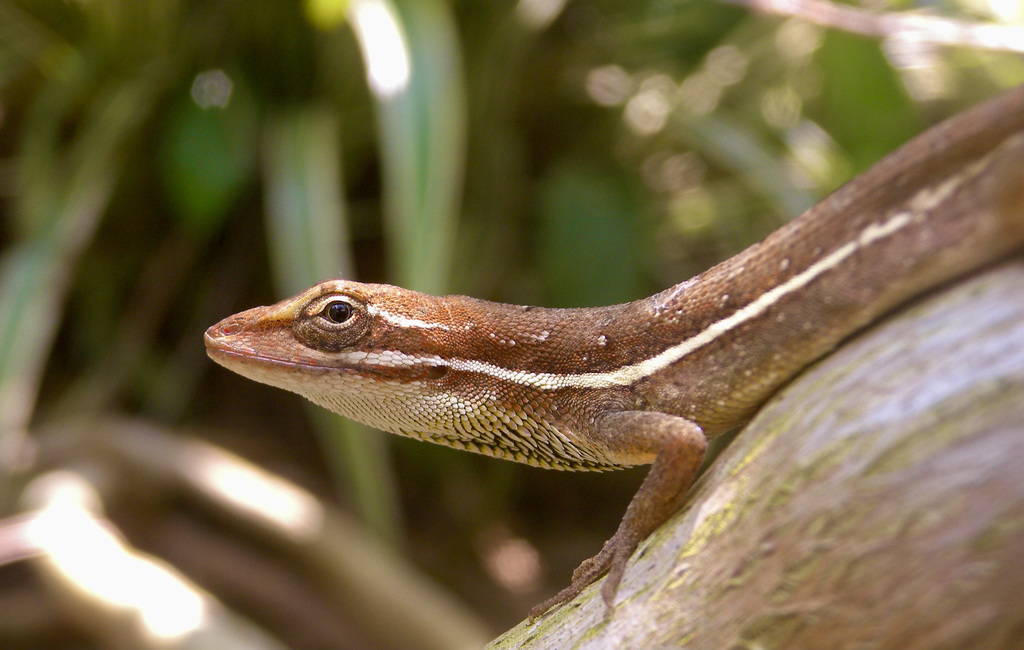 Grass Anole from Jamundí, Valle del Cauca, Colombie on June 11, 2021 at ...