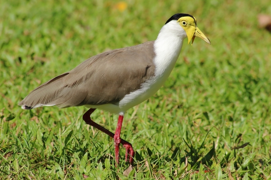 Northern Masked Lapwing from Darwin Territoire du Nord, Australie on ...