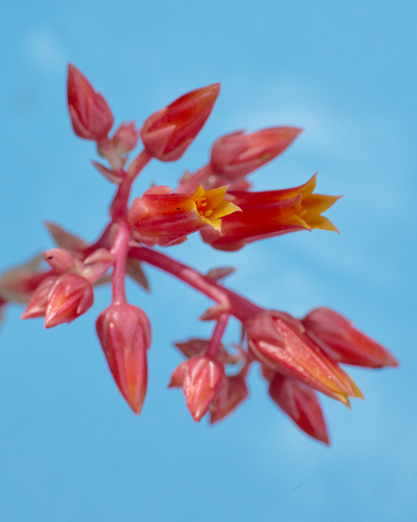Liveforever in April 2022 by Matt Smith · iNaturalist