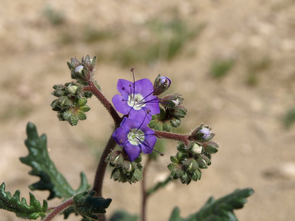 Notch-leaf Scorpionweed from California, USA on March 12, 2008 at 01:56 ...