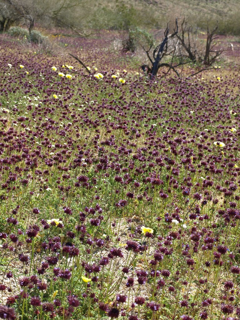 Chia from California, USA on February 25, 2008 at 10:55 AM by Gregg ...