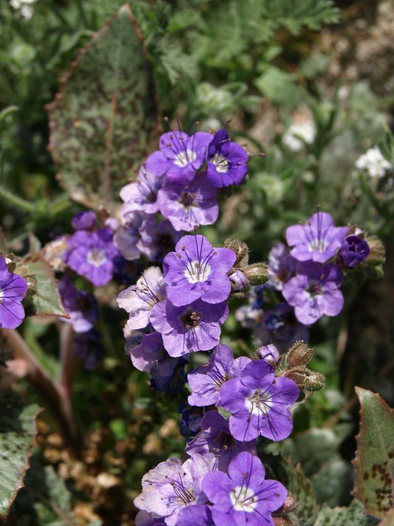 Notch-leaf Scorpionweed from Riverside County, CA, USA on February 19 ...