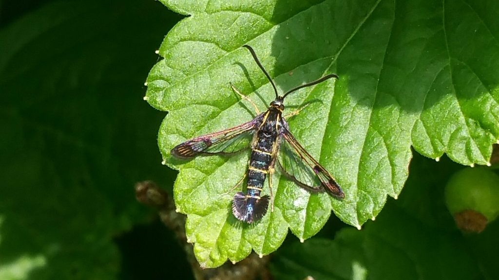 Currant Clearwing Moth from 12 Waterford Cl, Poole BH14 8FA, UK on June ...