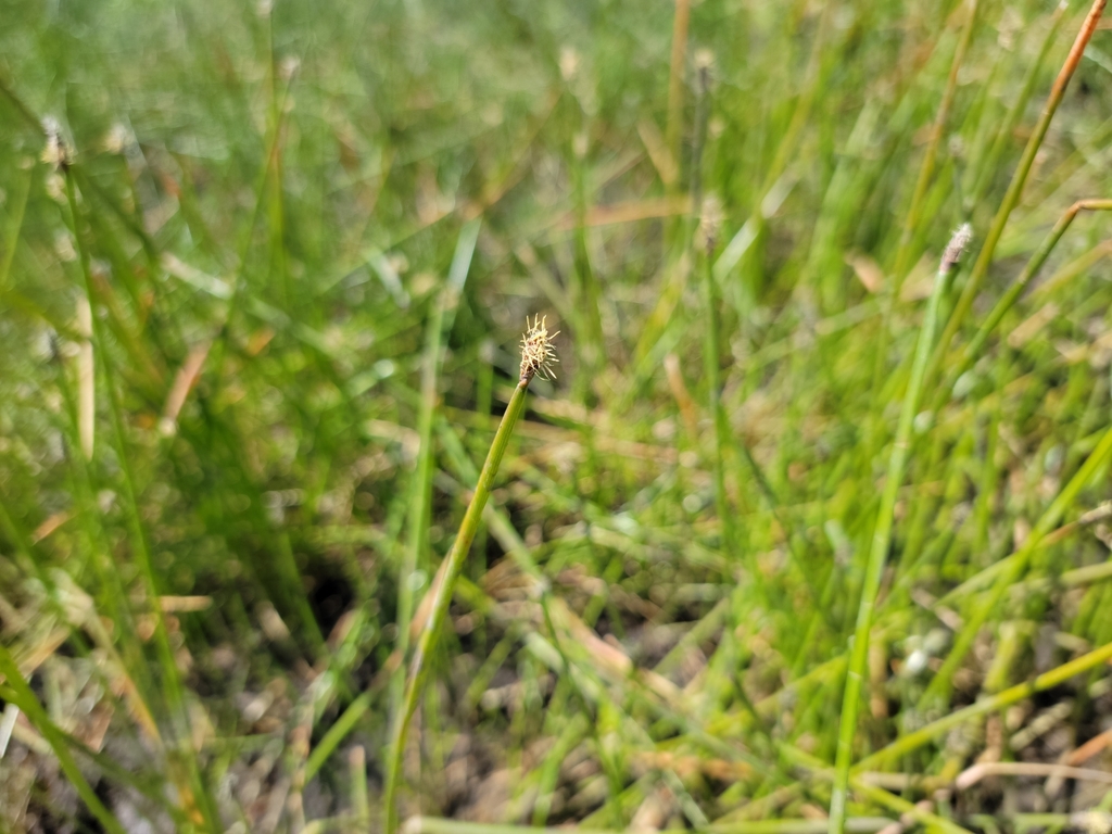 Common Spike-rush from Pacheco, CA 94553, USA on April 26, 2022 at 12: ...