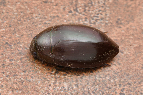 Hydrophilus hastatus · iNaturalist