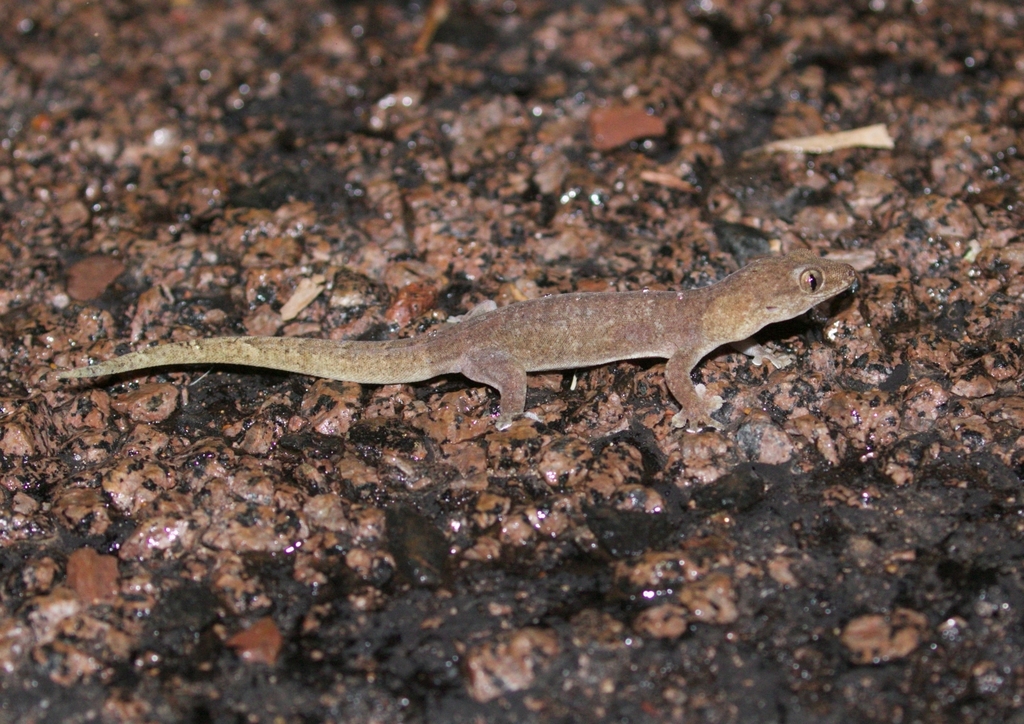 Western Top End Dtella from Fogg Dam, Middle Point NT 0822, Australia ...