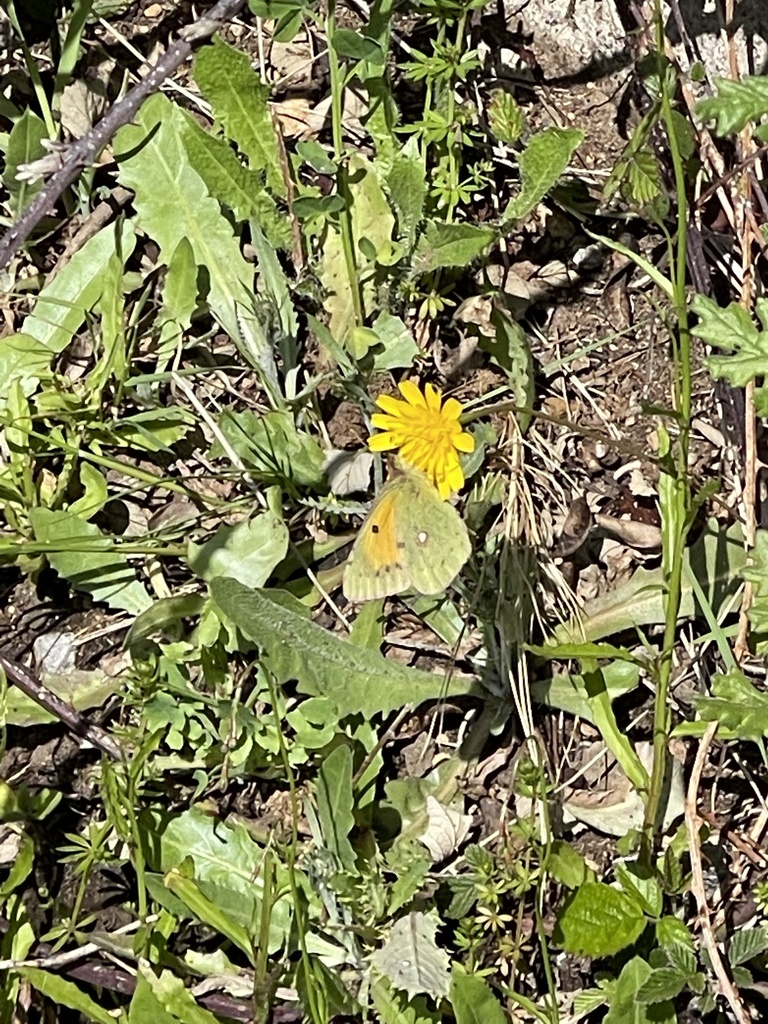 Clouded Yellow from Madeira Island, Ribeira Brava, Madeira, PT on April ...