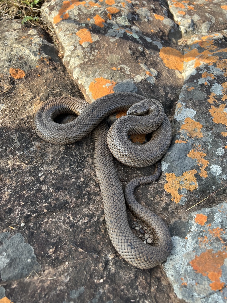 Mole Snake in April 2022 by Davin Manson · iNaturalist