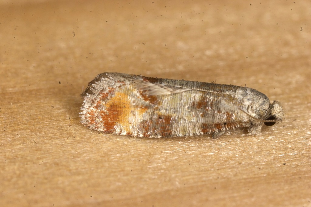 Pitch Pine Tip Moth from Huckleberry Tr Patuxent RR MD USA on April 23 ...