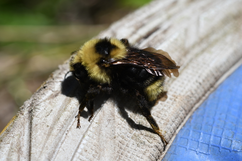 Indiscriminate Cuckoo Bumble Bee (Yosemite National Park Bumble Bee ...