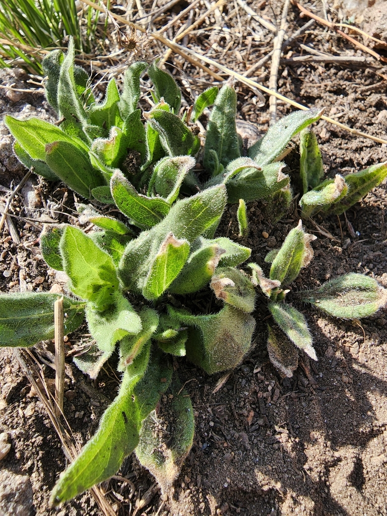 flowering plants from Larimer County, US-CO, US on April 26, 2022 at 08 ...