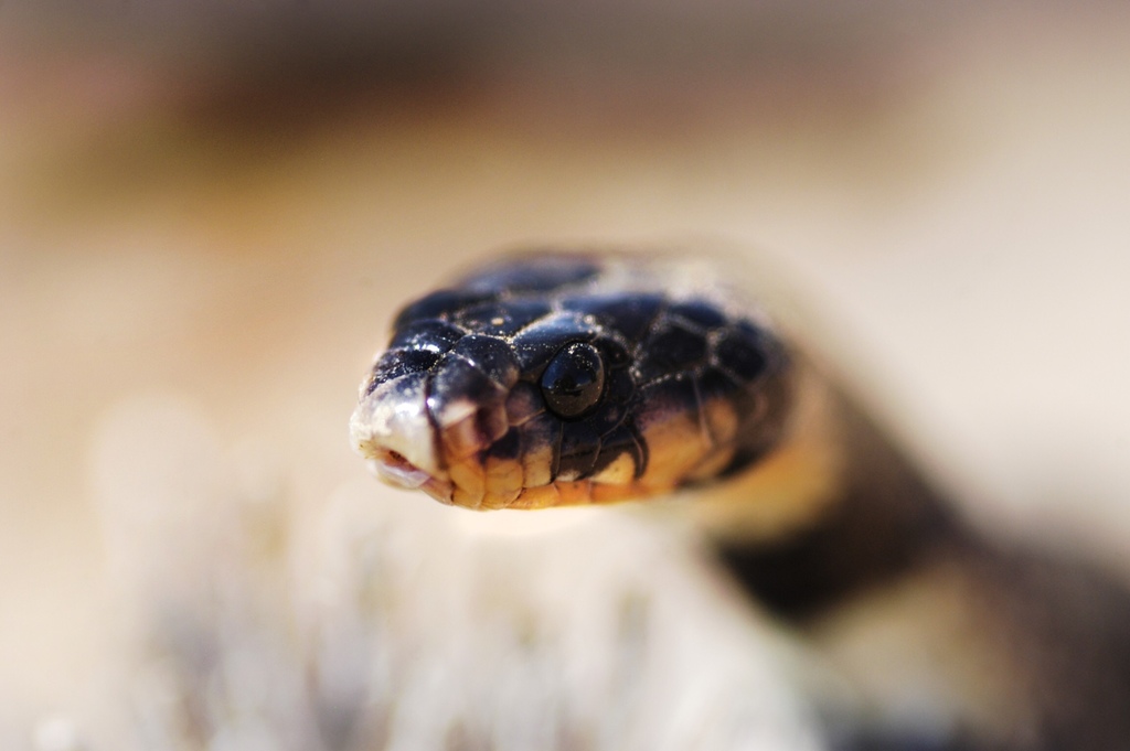 Angolan Coral Snake from Gibeon, , Hardap, NA on September 29, 2009 at ...
