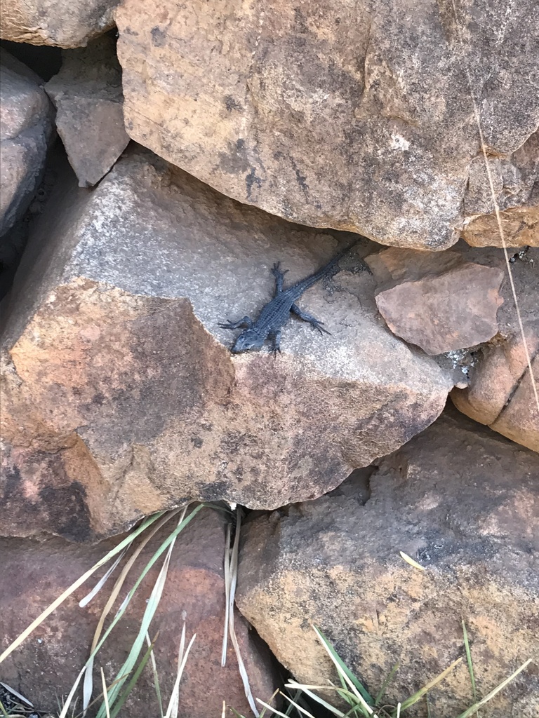 Black Girdled Lizard from Table Mountain National Park, ZA-WC-CT, ZA-WC ...