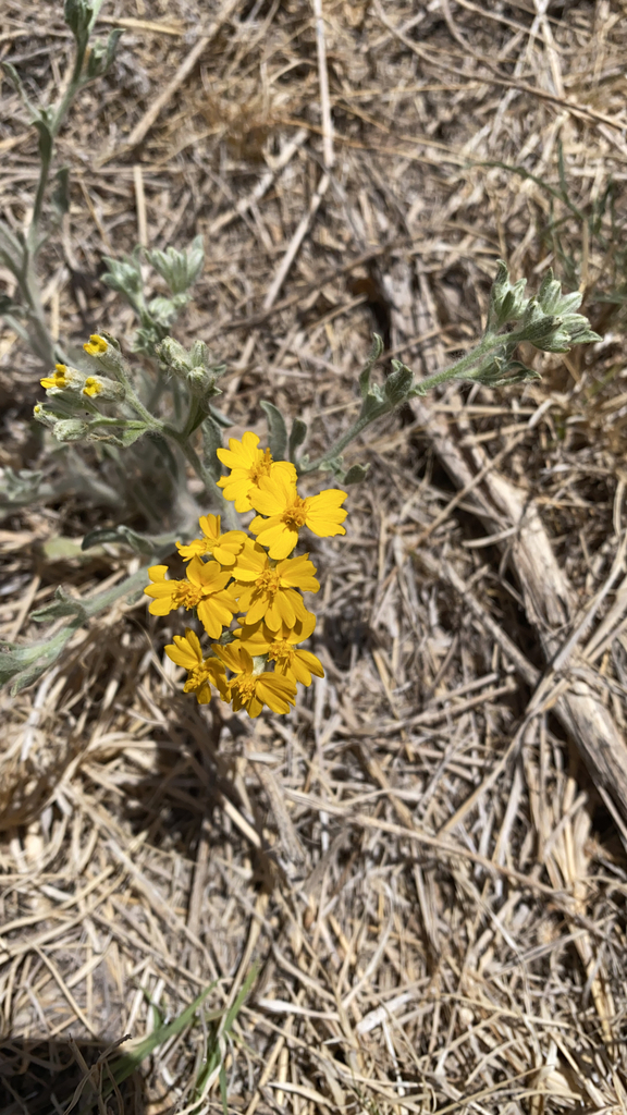 woolly paperflower from Hobbs on April 28, 2022 at 01:12 PM by Ryan ...