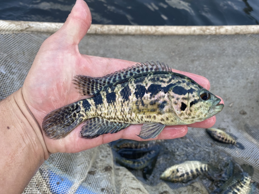 Jaguar Guapote from Centro, TAB, MX on April 28, 2022 at 02:20 PM by ...