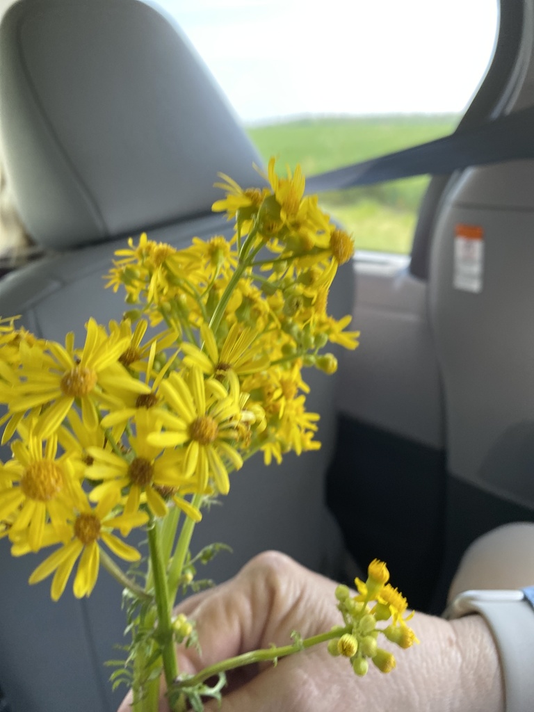 Butterweed from S McElwain Rd, Bowling Green, KY, US on April 28, 2022 ...