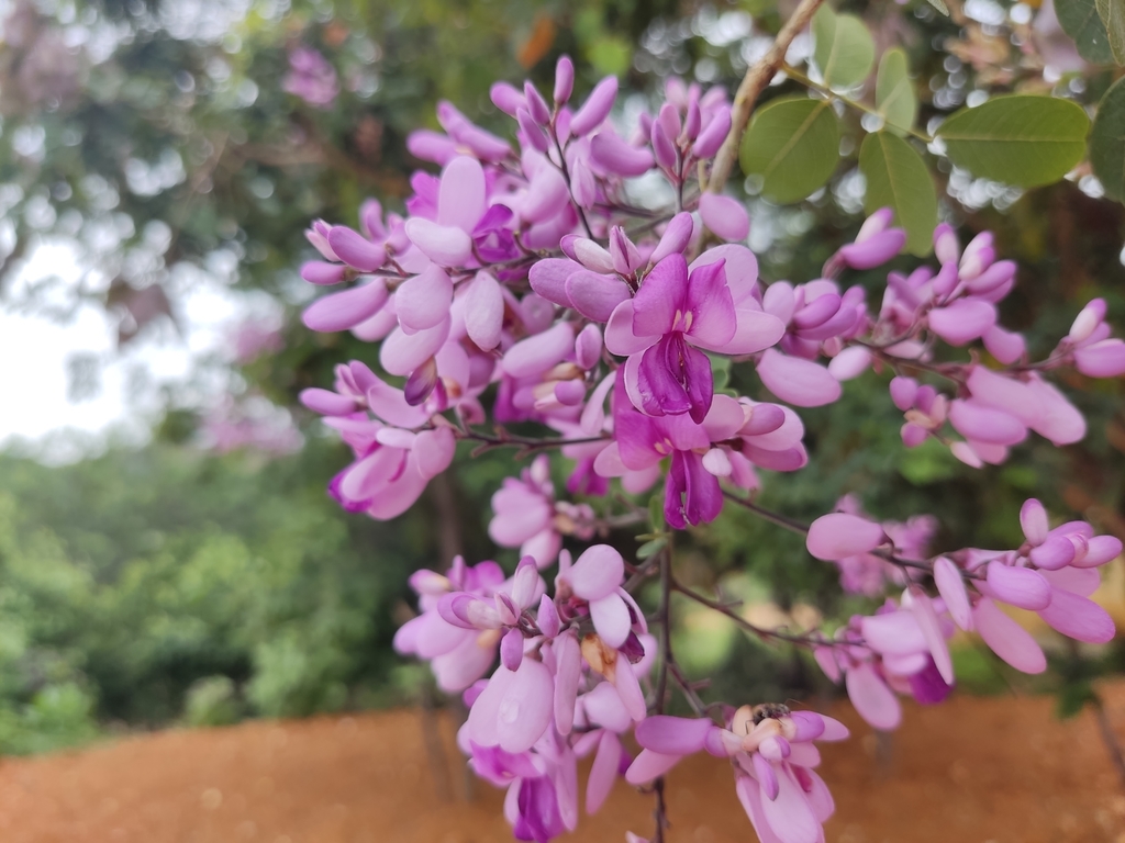 Pterodon emarginatus from Sítio Barreirinho, s/n - Zona Rural, Cel ...