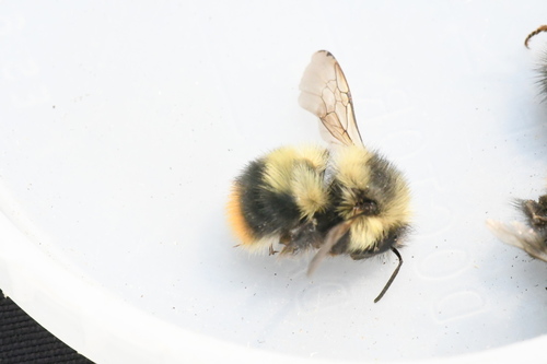 Fuzzy-horned Bumble Bee (Yosemite National Park Bumble Bee Guide 🐝 ...