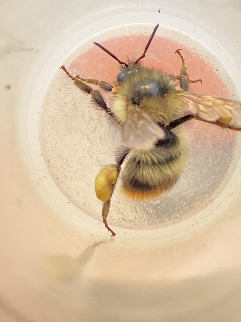Fuzzy-horned Bumble Bee (Yosemite National Park Bumble Bee Guide 🐝 ...