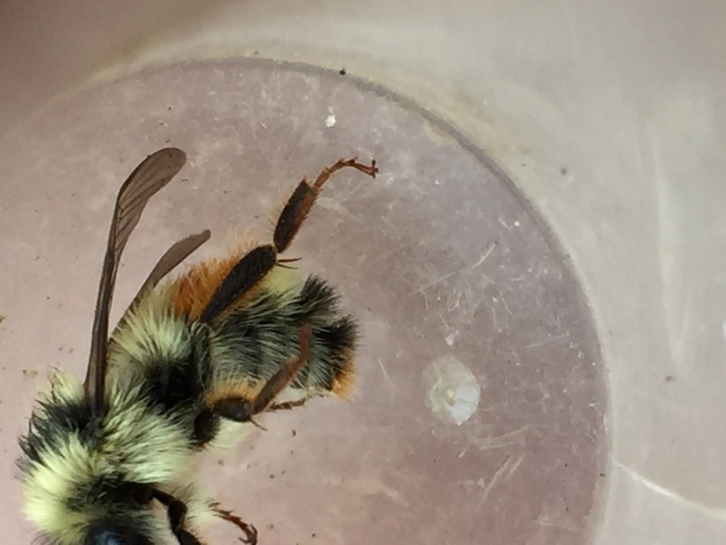 Fuzzy-horned Bumble Bee (Yosemite National Park Bumble Bee Guide 🐝 ...