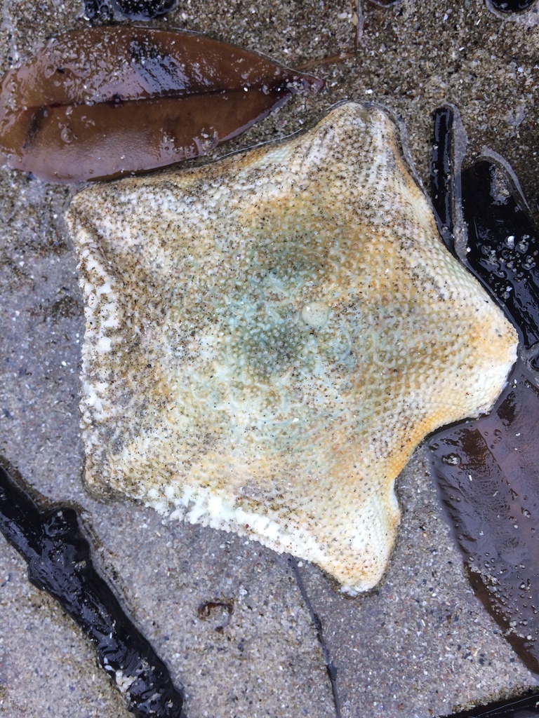 New Zealand Common Cushion Star from Kakamatua Inlet, , Auckland, NZ on ...