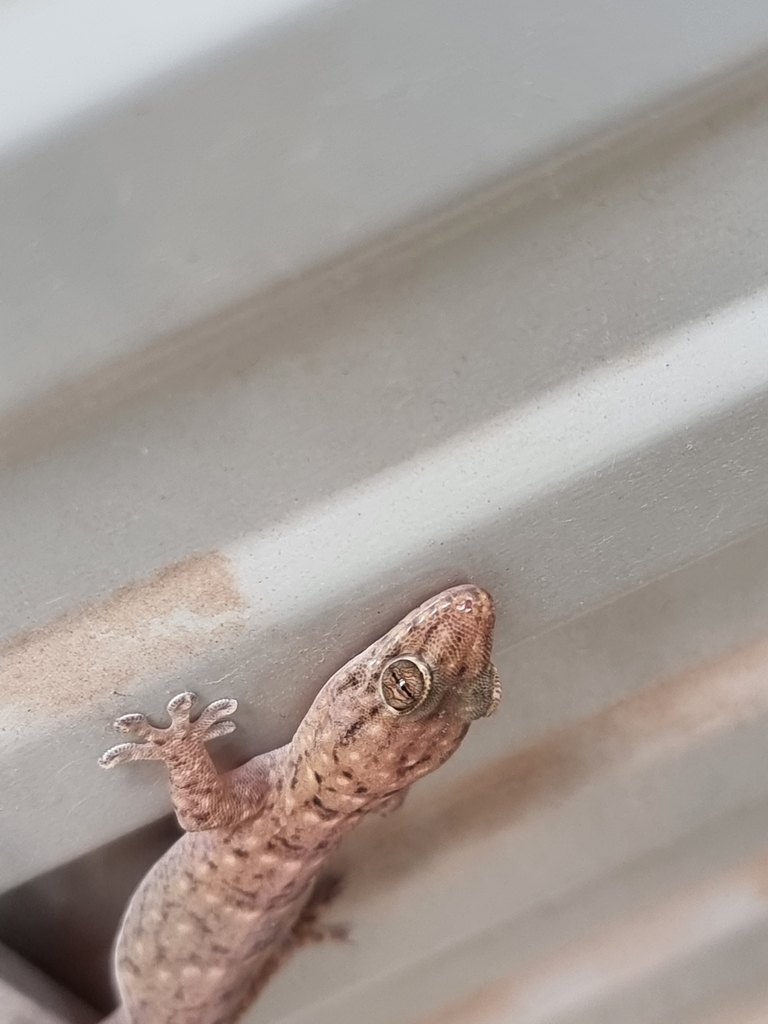 Robust Dtella from Corfield QLD 4733, Australia on April 29, 2022 at 09 ...