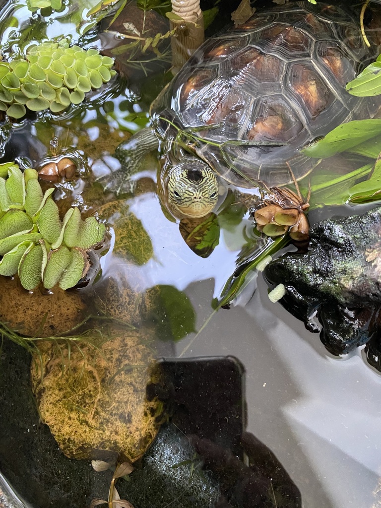 Common thread turtle in April 2022 by Pannita Silfhapanich · iNaturalist