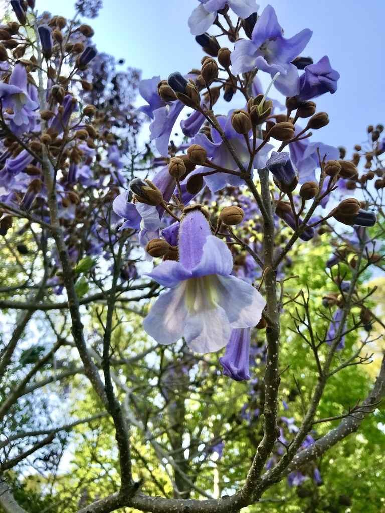 princess tree from Swan View Dr, Urbanna, VA, US on April 27, 2022 at ...