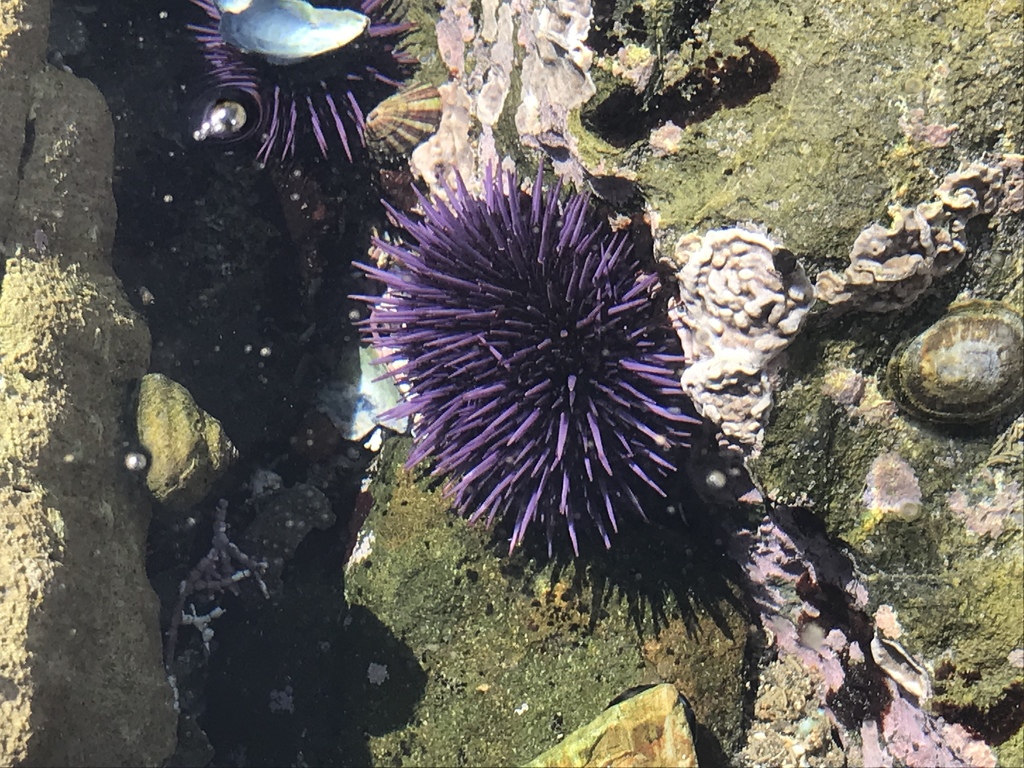 Pacific Purple Sea Urchin from San Pedro Channel, Rancho Palos Verdes ...