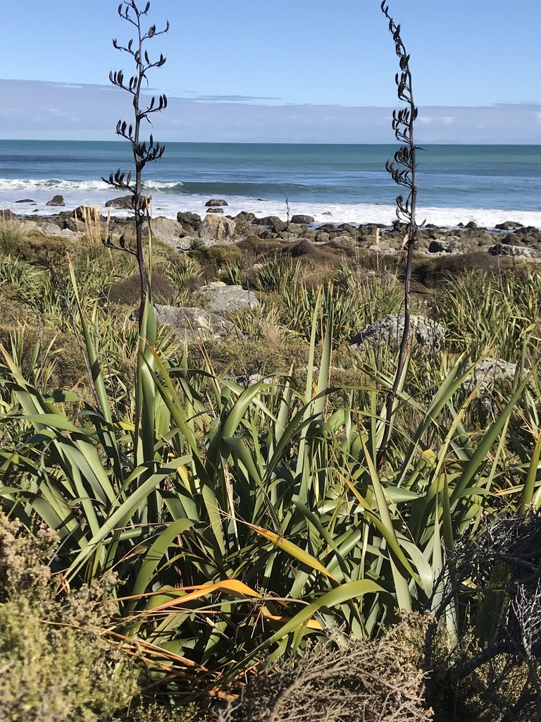 New Zealand flax from Lower Hutt, Wainuiomata Coast, Wellington, NZ on ...