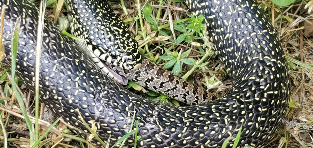 Prairie Kingsnake from 545 FM 339 S, MIDWAY, LIMESTONE CO, TX, USA on ...