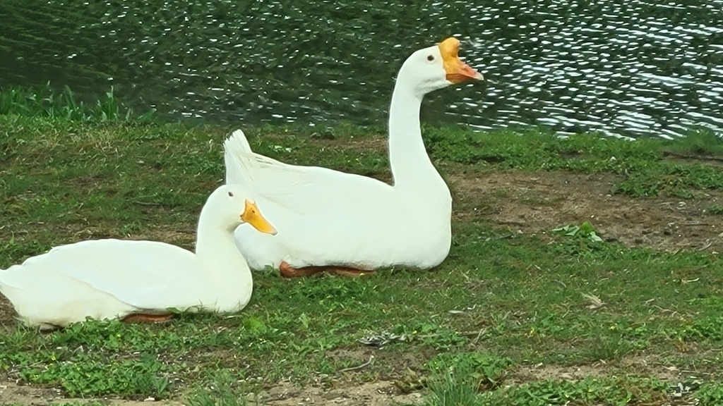 Domestic Swan Goose from Foster Park, Fort Worth, TX 76109, USA on ...