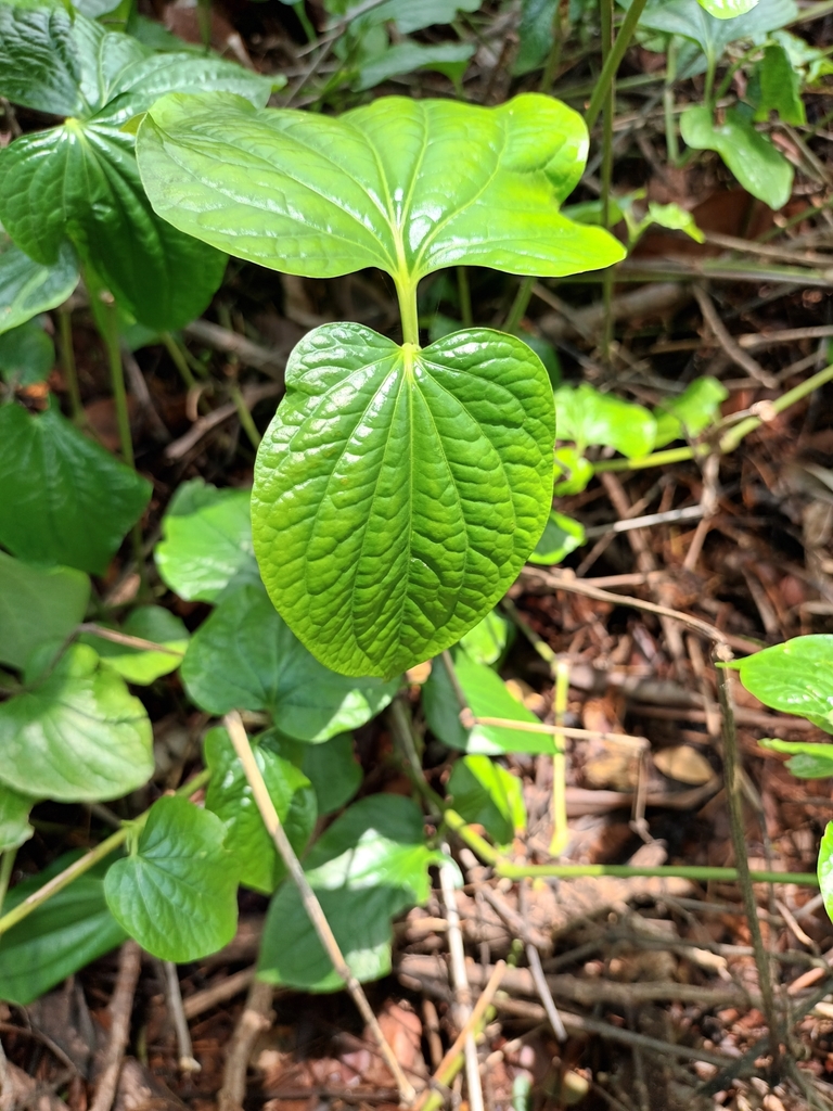 Lolot Pepper from Green HOUSE ตำบล คลองหนึ่ง อำเภอคลองหลวง ปทุมธานี ...